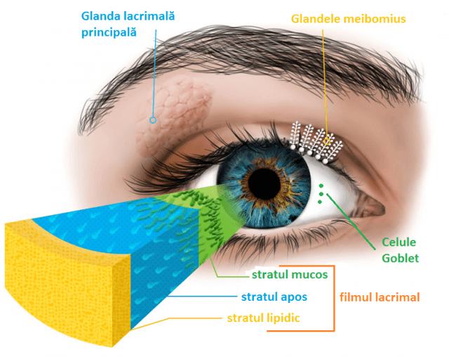 Oftalmologie | Providența - Policlinică și Spital